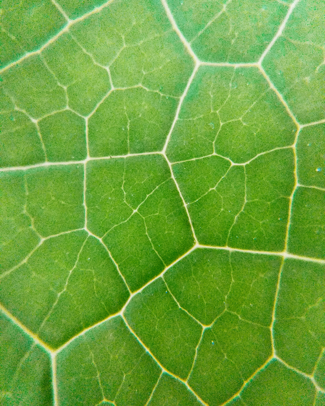 Chlorophyll: The Green Superhero for Detox & Energy